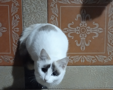 Yoqimtoy mushuk sotiladi