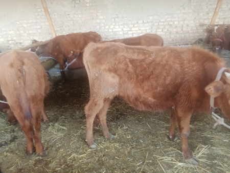 Mollar sotiladi arzon narxlarda
