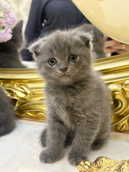 Котята британский скоттиш