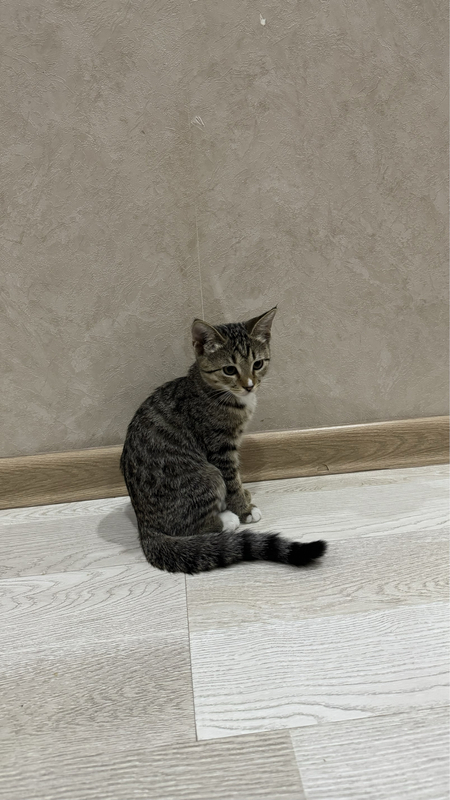 Продаю котят