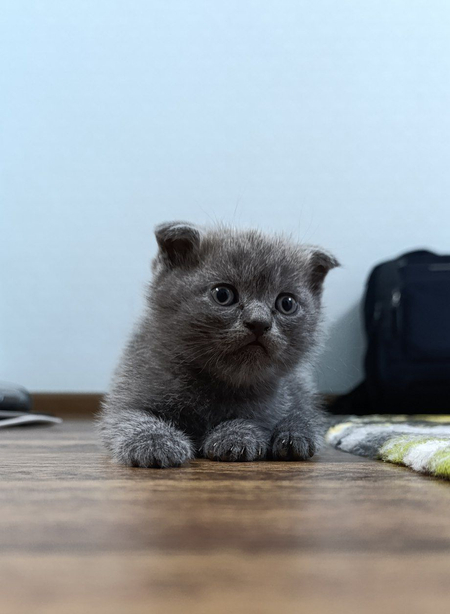 Продаются котята породы скоттиш страйт, скоттиш фолд!