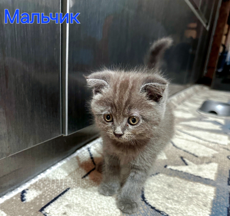 Скотиш фолд и страйт