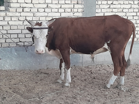 Grenford paroda buqa sotiladi