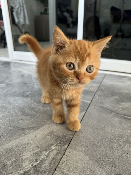 Котенок скотиш страйт