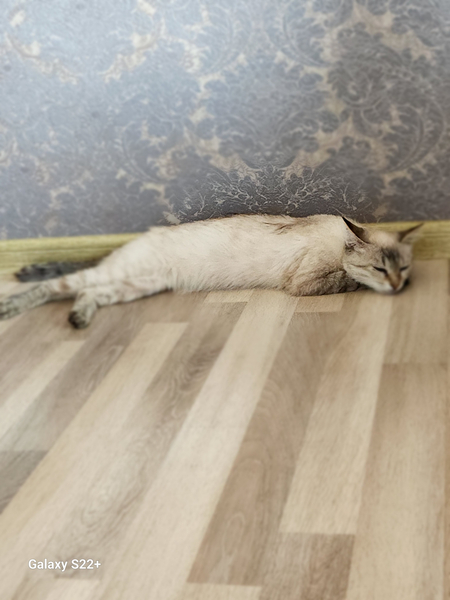 Отдам кошку в хорошие руки