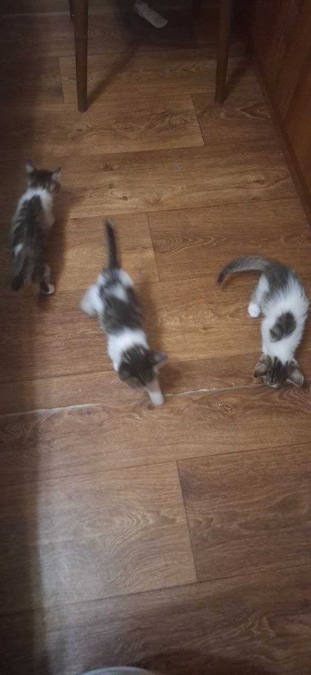 Котята домашние - бесплатно