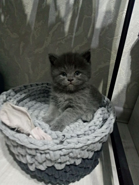 Продаю котят,скоттиш страйт.