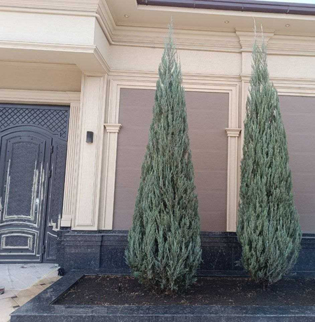 продаются Скайрокеты, Juniperus Skayroket