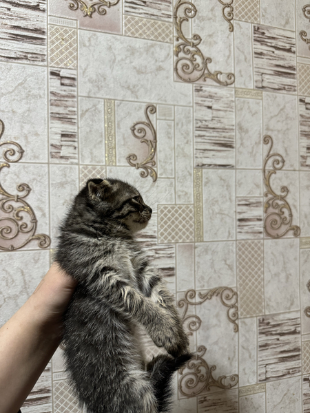 Скоттиш фолд пупсик