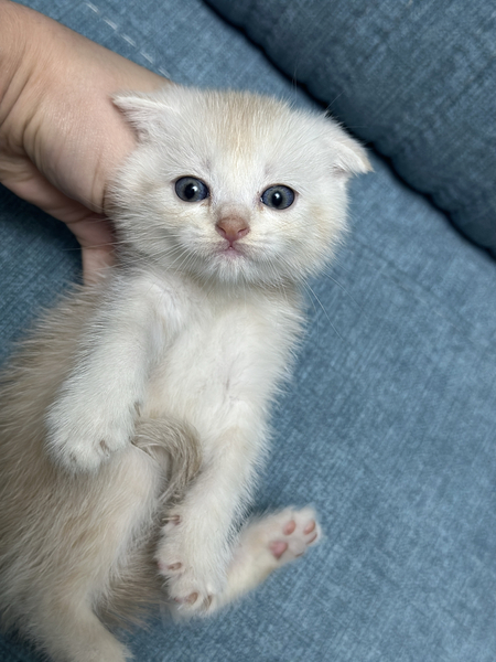Чистокровные шотландские котята / Scottish fold toza qonli