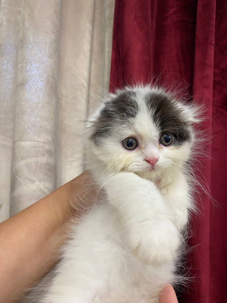 Скоттиш Фолд
