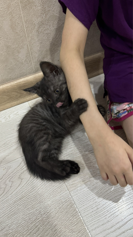 Продаю котят