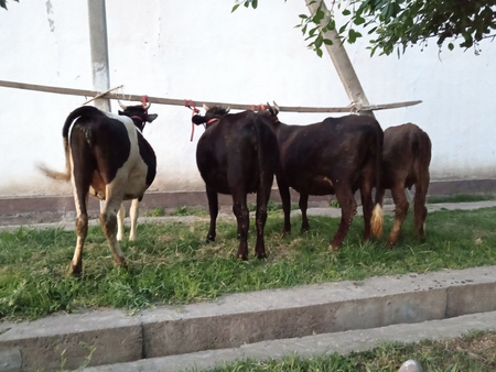 Bugoz sigrlar sotiladi