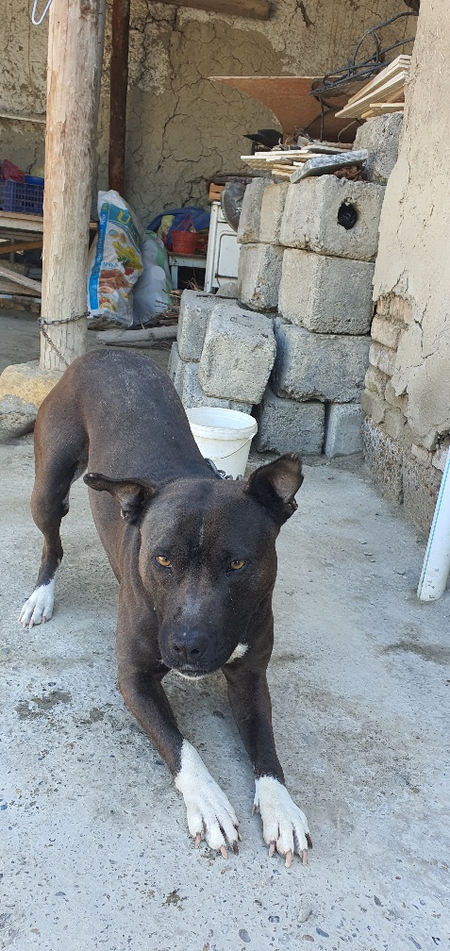 Pitbull zotdor iti