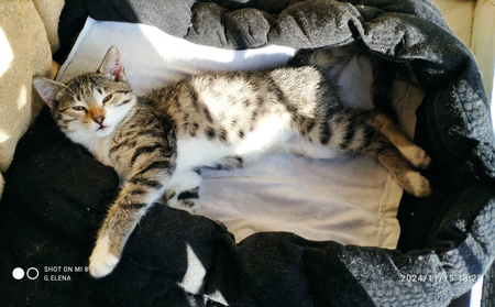 Котёнок в ответственные руки