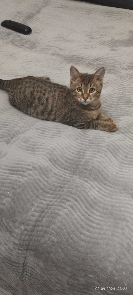 Котятки в добрые руки