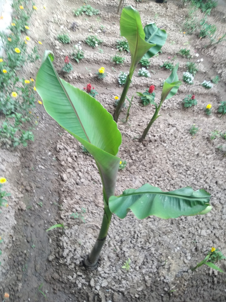 Banan kochati! Meva soladi!