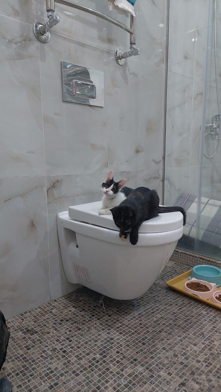 Котёнок девочка. Ласковая очень