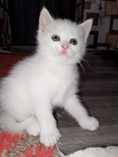 Котёнок страйк, девочка