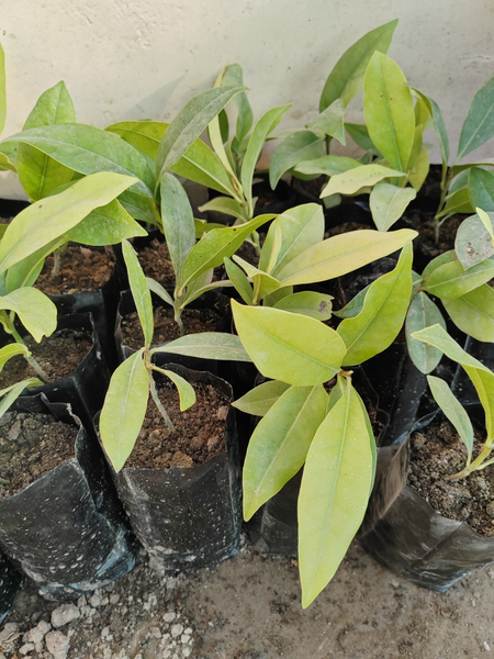 Magnoliya (магнолия ) ko\\\'chatlari sotiladi