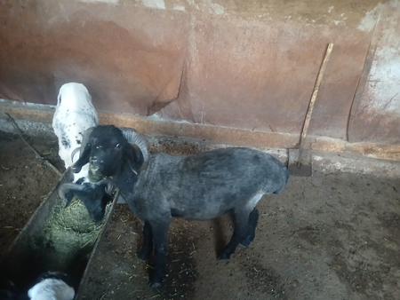 Baracha sotiladi