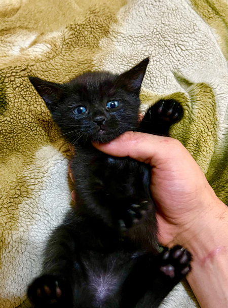 Котёнок 1,5 месяца очень красивый