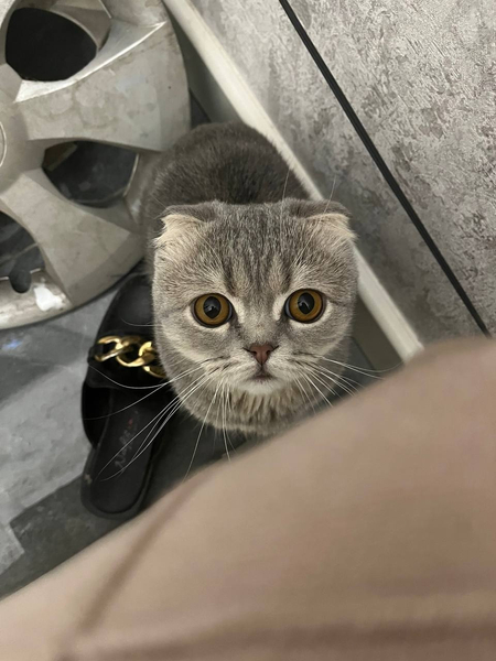Scottish fold veslouha