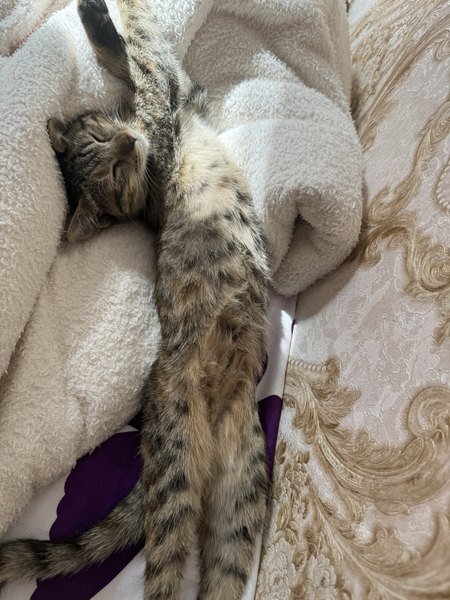 Отдам котенка бесплатно в хорошые руки!