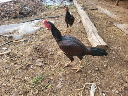 Dakan xoroz sotiladi