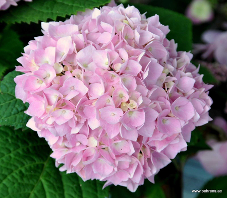 Гортензия l Hydrangea