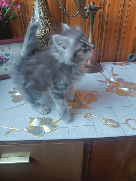 Сибирский котёнок !