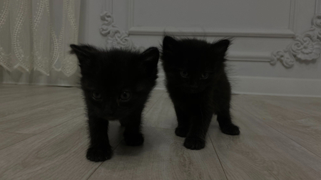 Котята бесплатно