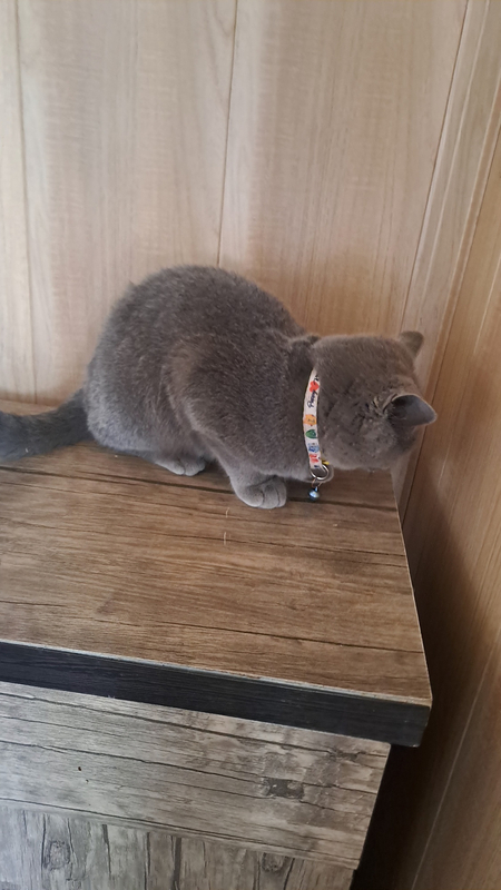 Скоттиш фолд 5 месяц.