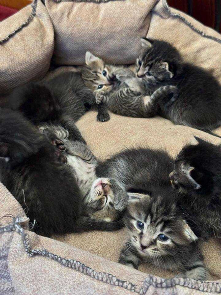 Skotish mushuklar Скотиш кошки