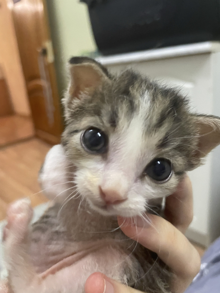 Котята мальчик