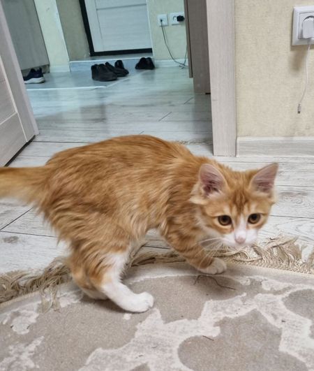 Норвежский лесной котёнок!
