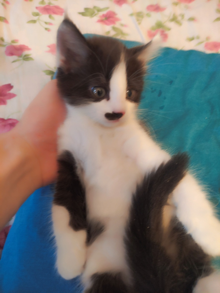 Продаються котята 2 девочки