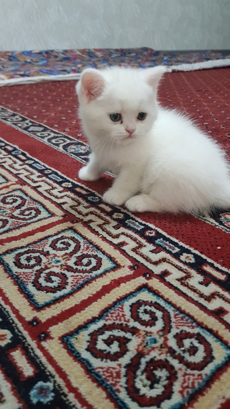 Котята Скотиш Страйт