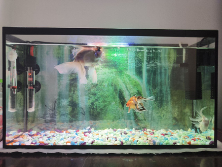 Akvarium sotladi srochna