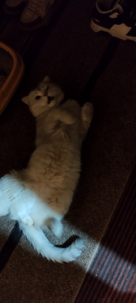 Вязка скоттиш фолд