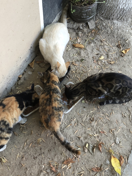 Bengalskıy toza qon mushuk sotıladı erkagi кот