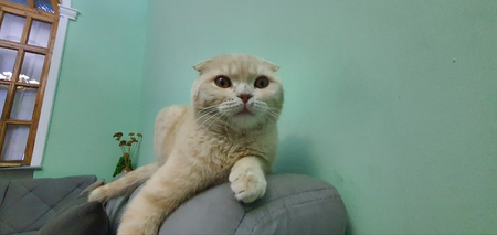 Scottish  fold мальчик