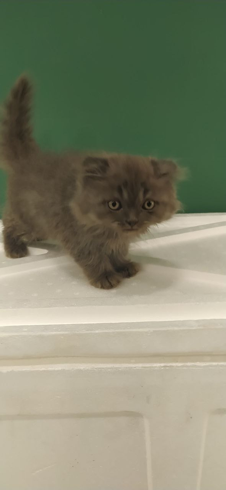 Продаётся скотиш фолд