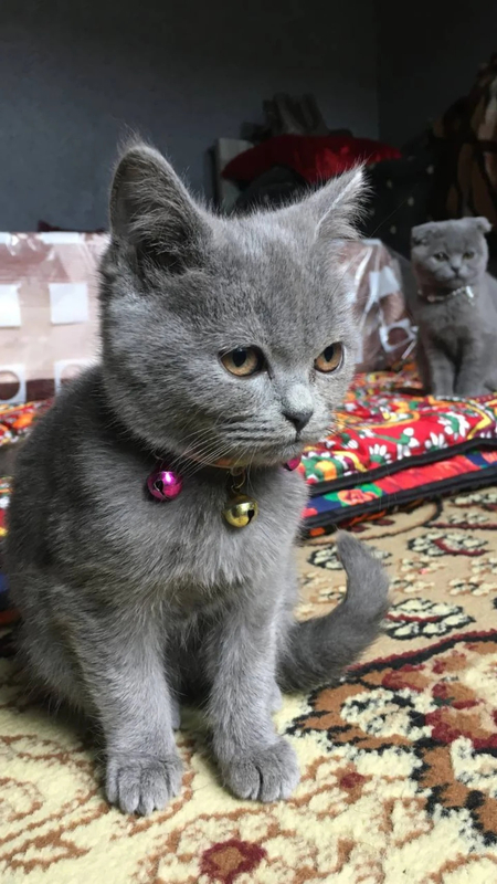 Скотиш фолд кони тоза
