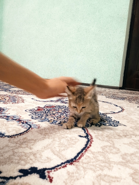 4 ta mushuk tekinga beriladi