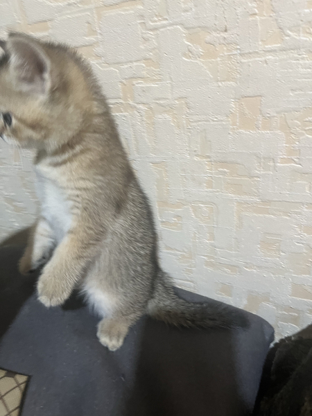 Продаються Британские котята