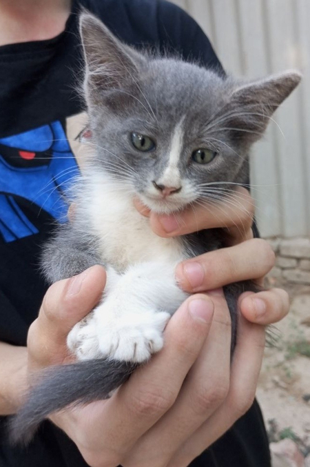Добрые руки. Котята