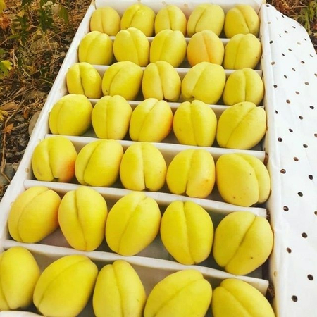 Мевали дарахтлар кучатлари