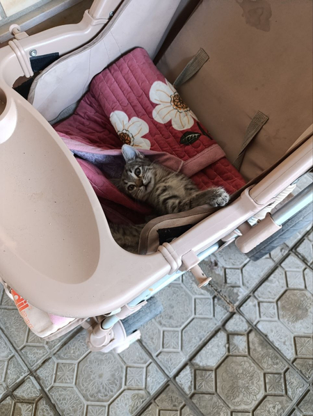 Отдам котят в хорошие руки, проглистованы