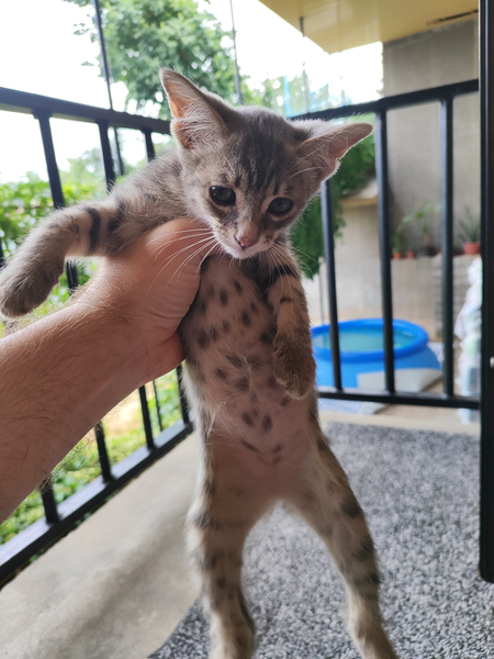 Skottish strayt 2 oylik qiz bola